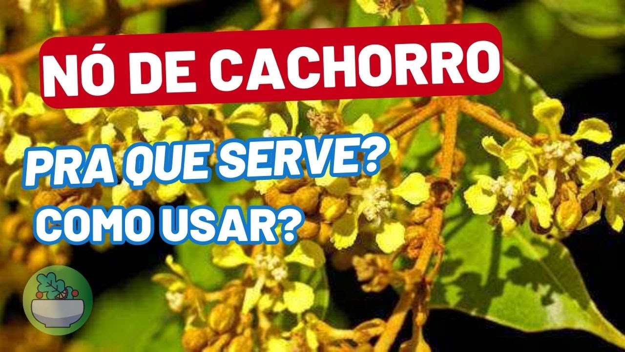 Nó De Cachorro O Que é Para Que Serve E Como Usar Youtube
