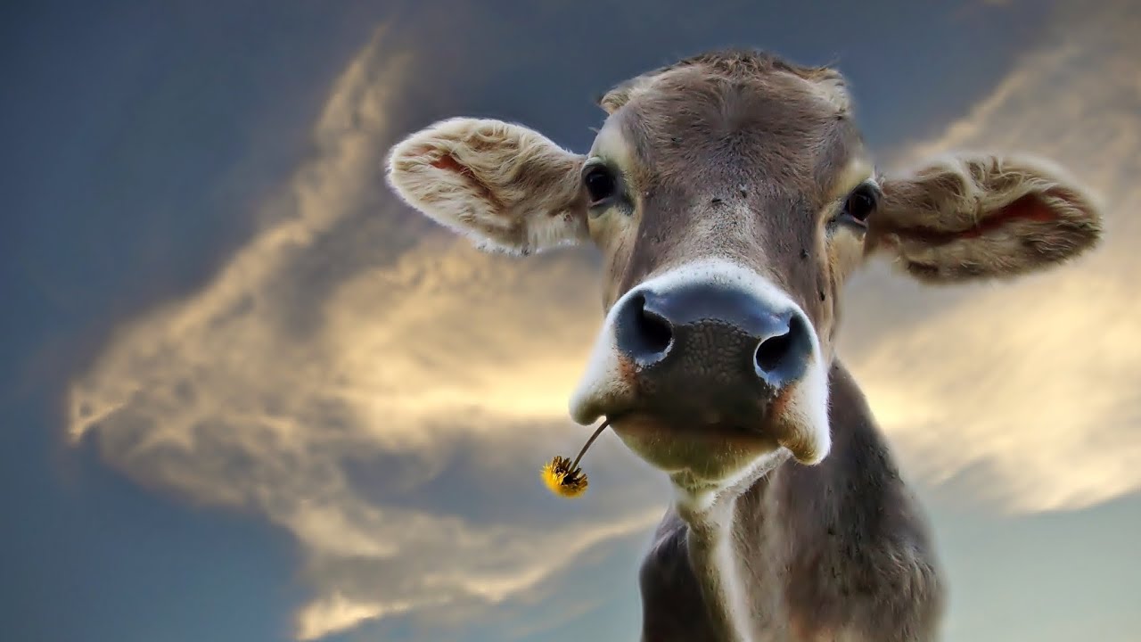 Cow mooing - YouTube