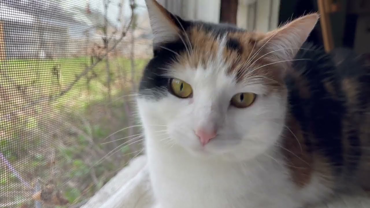 Cat answers important question! - YouTube