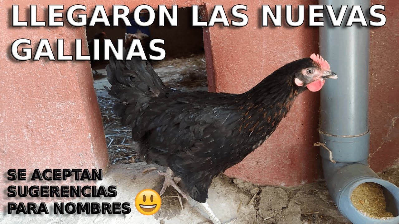Llegaron las nuevas gallinas - YouTube
