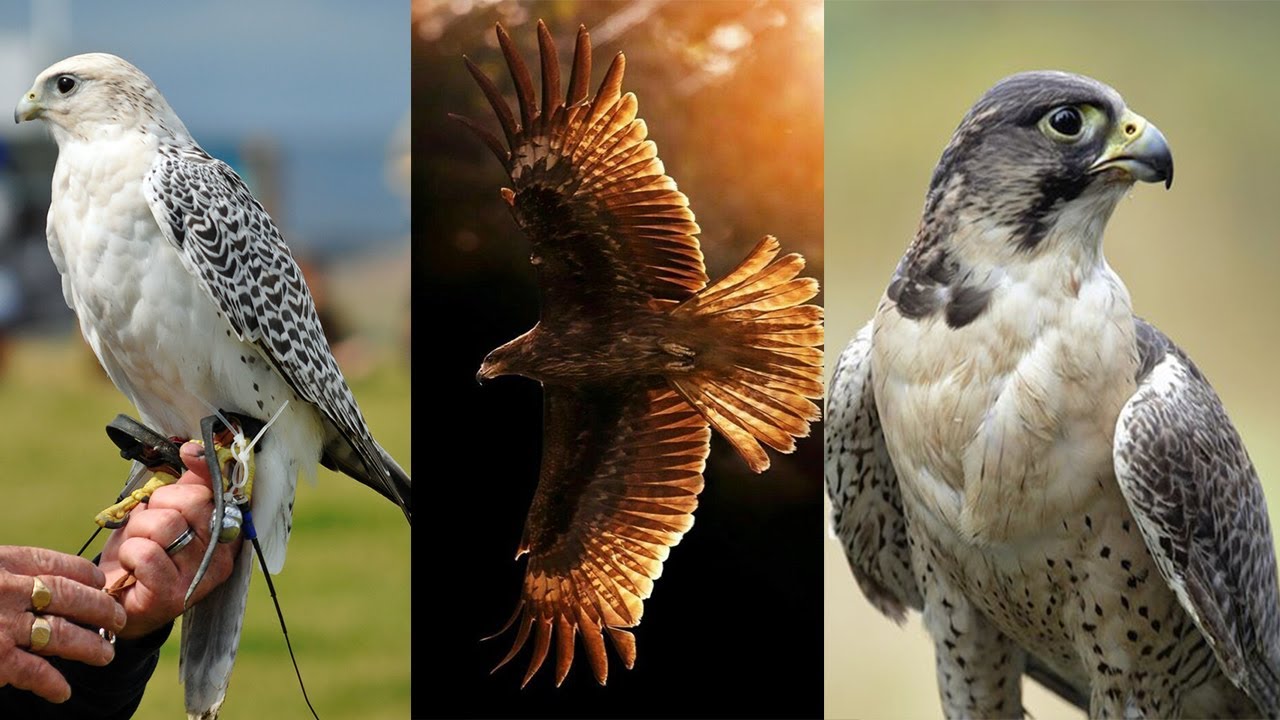 TOP 10 FASTEST FLYING ANIMALS IN WORLD - YouTube