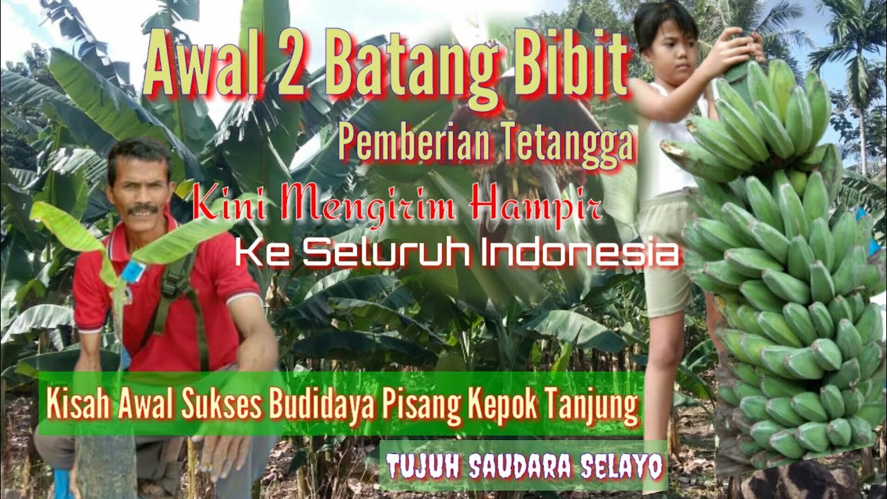 Budidaya Pisang Kepok Tanjung | Kisah Awal Sukses "Pak Firdaus" Hingga ...