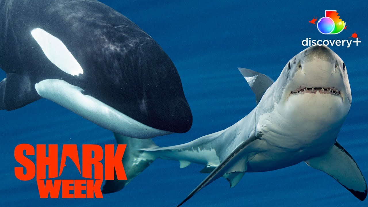 Great White Shark Vs Killer Whale