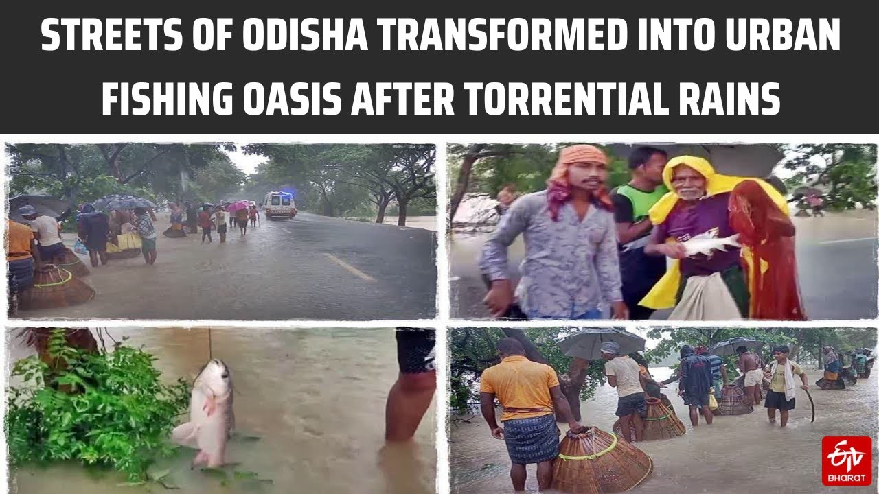 Streets of Odisha transformed into urban fishing oasis after torrential ...