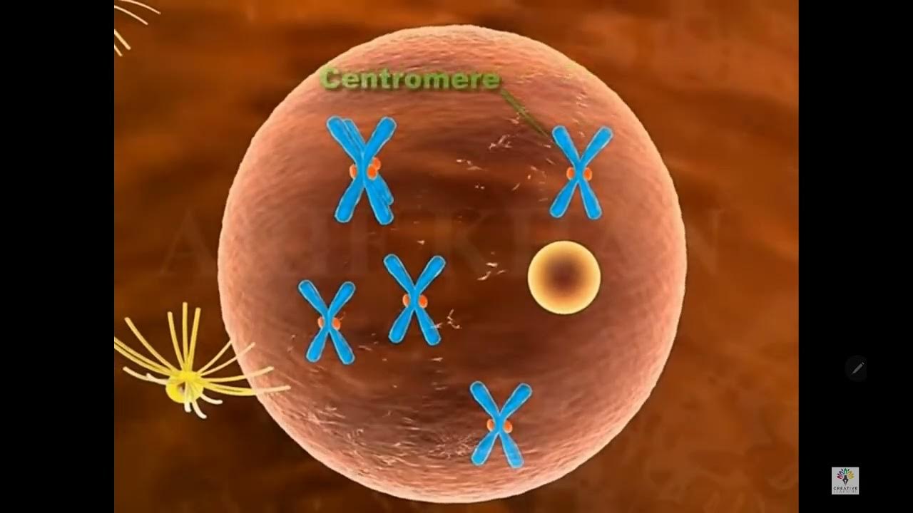 mitosis animation - YouTube