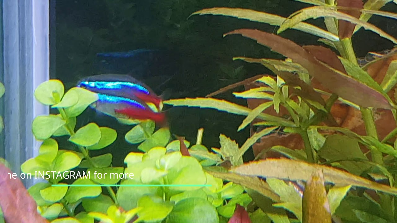 mating neon tetra - YouTube