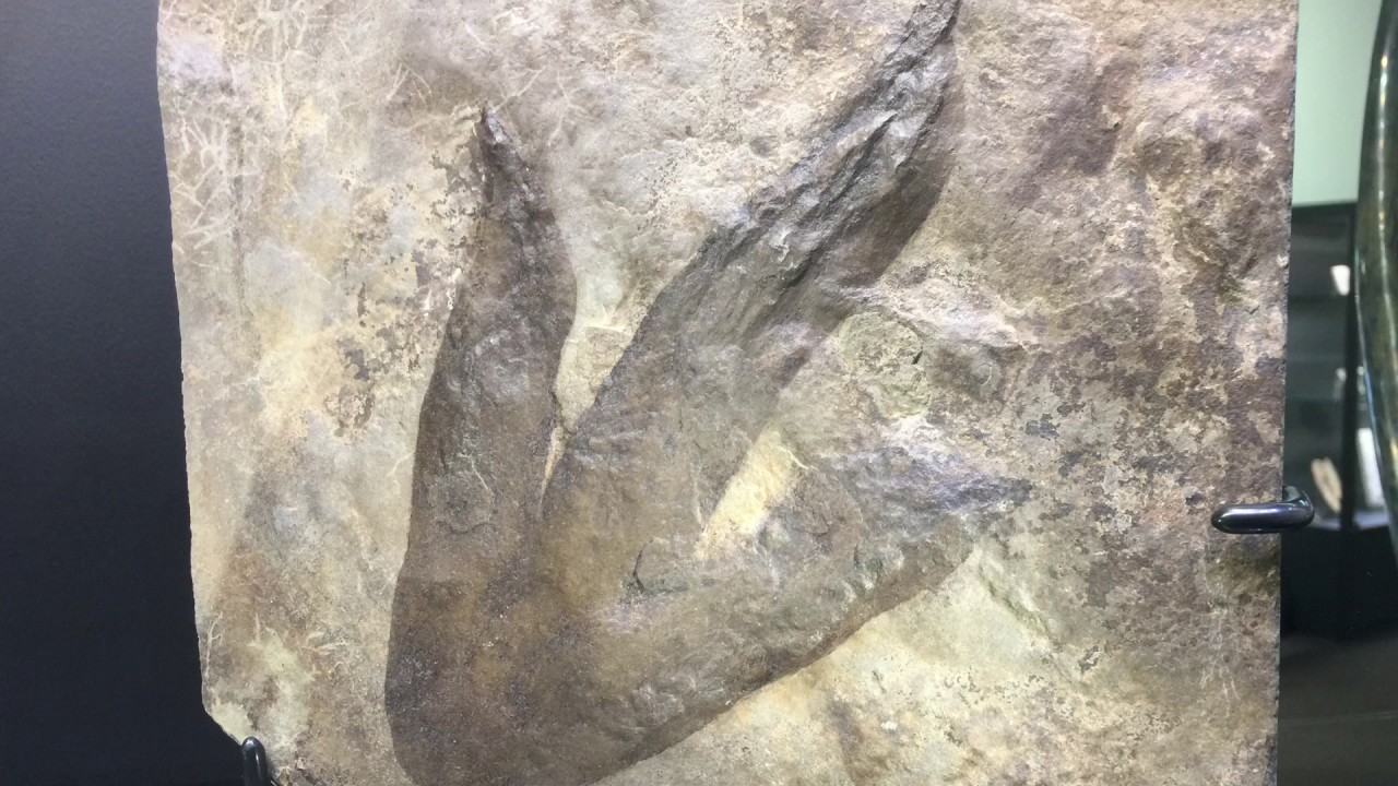 Dinosaur and Plant fossils (Triassic, Jurassic, Cretaceous) - YouTube