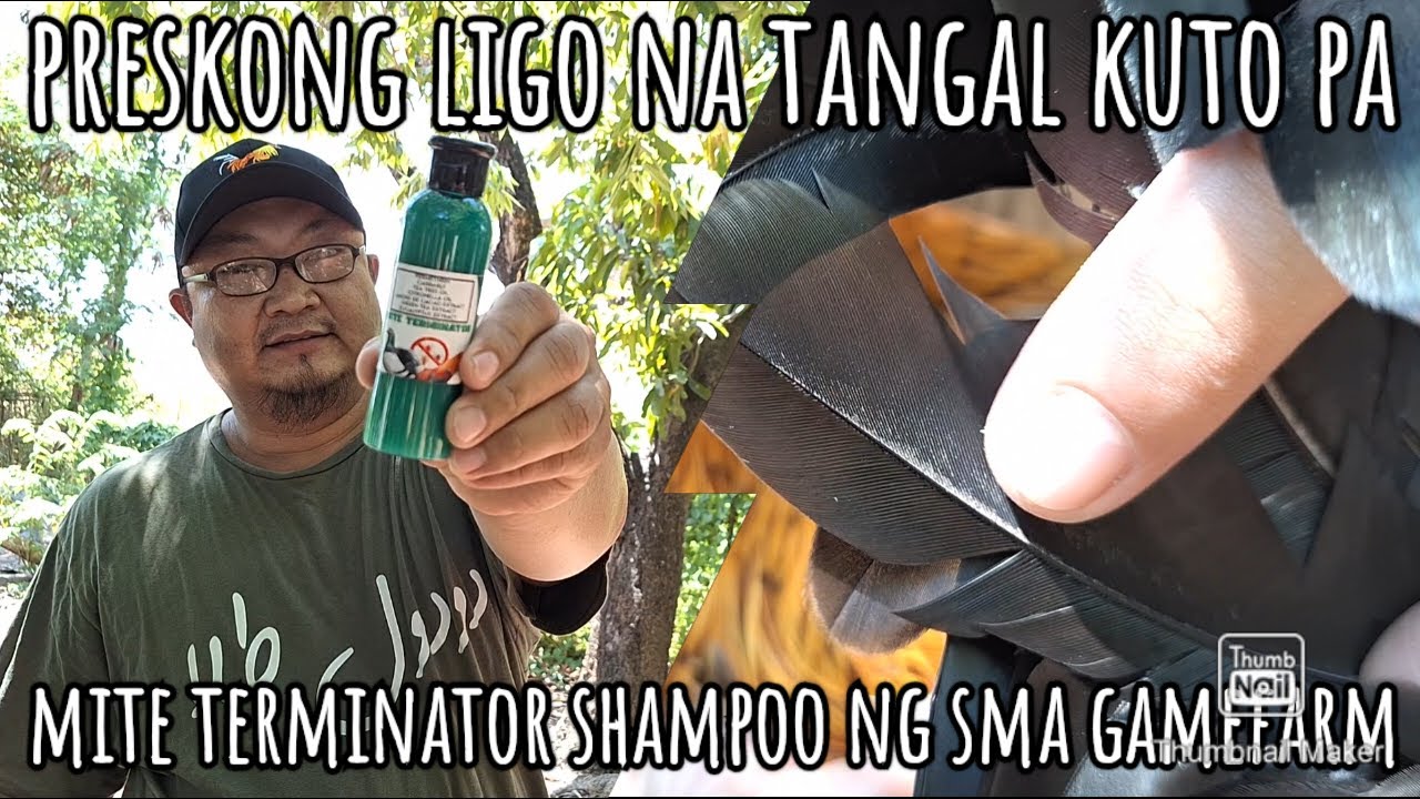 Tangal init at tangal kuto pa ang aming mga alagang manok - YouTube