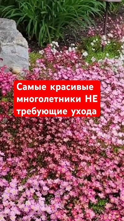 2 в 1: ковер из цветов которому ВООБЩЕ не нужен уход - YouTube