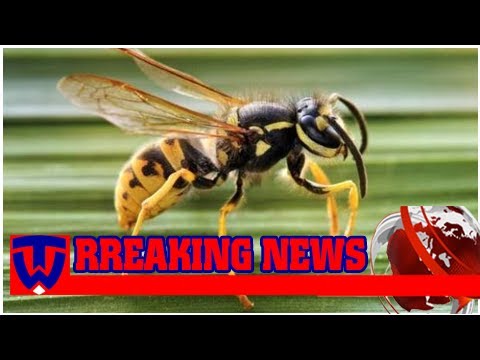 The pain and terror of a wasp attack - YouTube