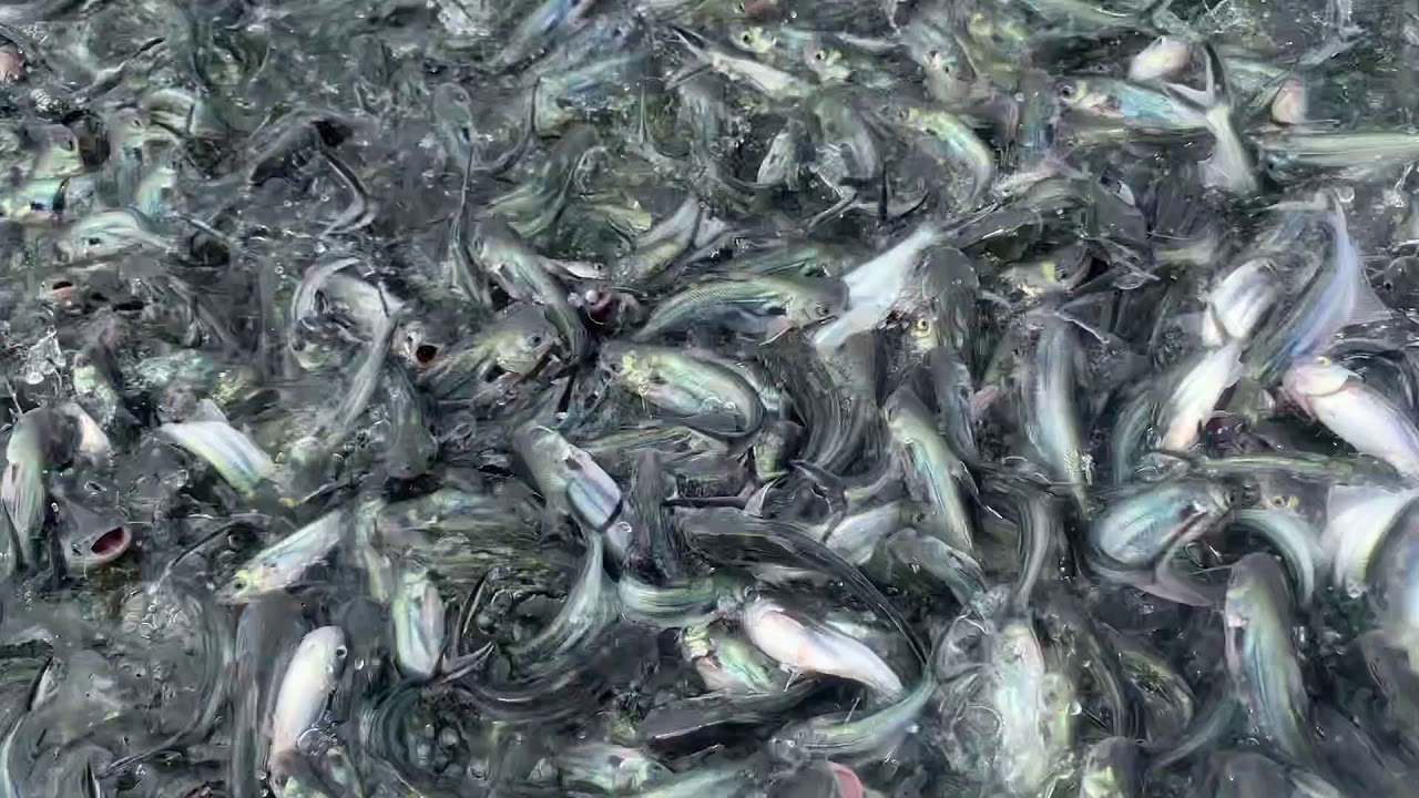 Hybrid Magur Fish Farming Business in India | Million Catfish Eating ...