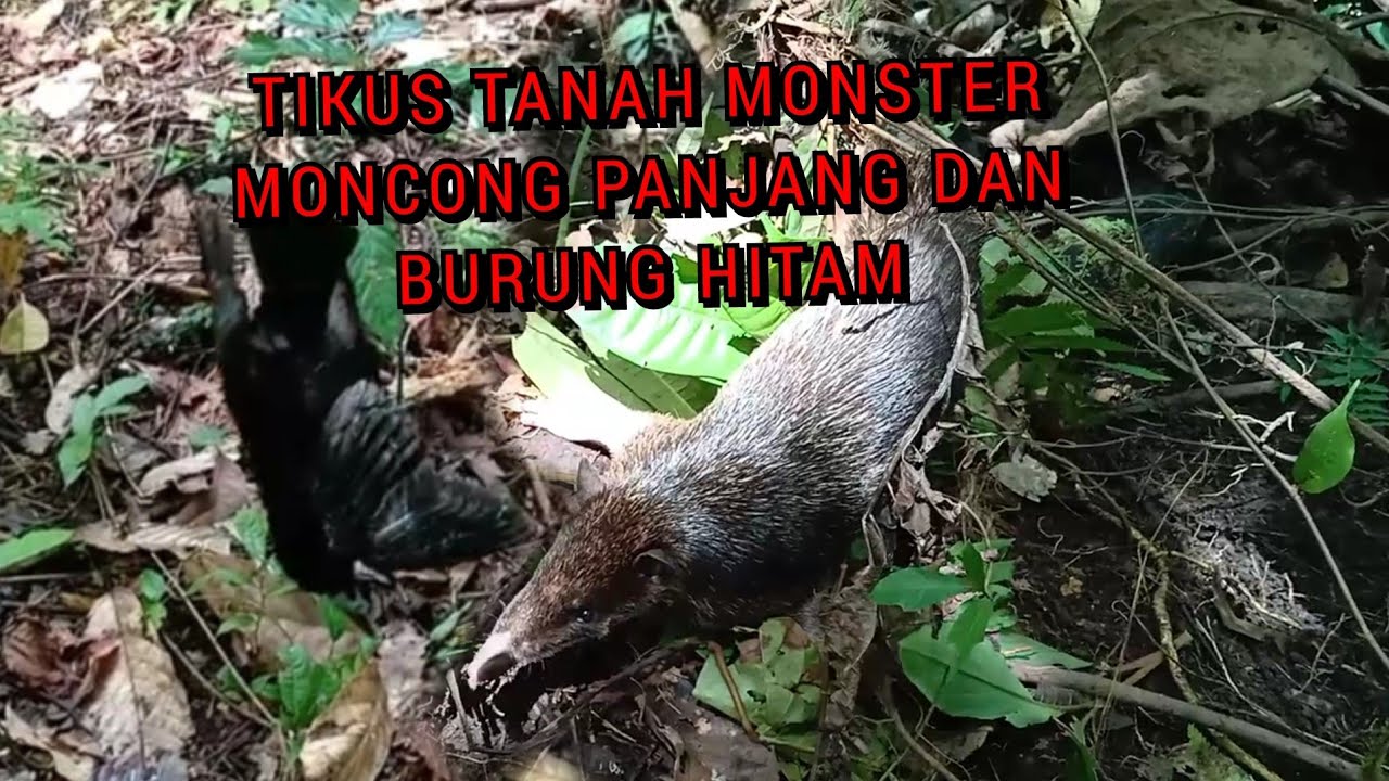 Rejeki di awal tahun tikus tanah moncong panjang dan burung hitam ...