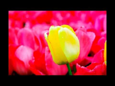 En Güzel Lale Fotoğrafları