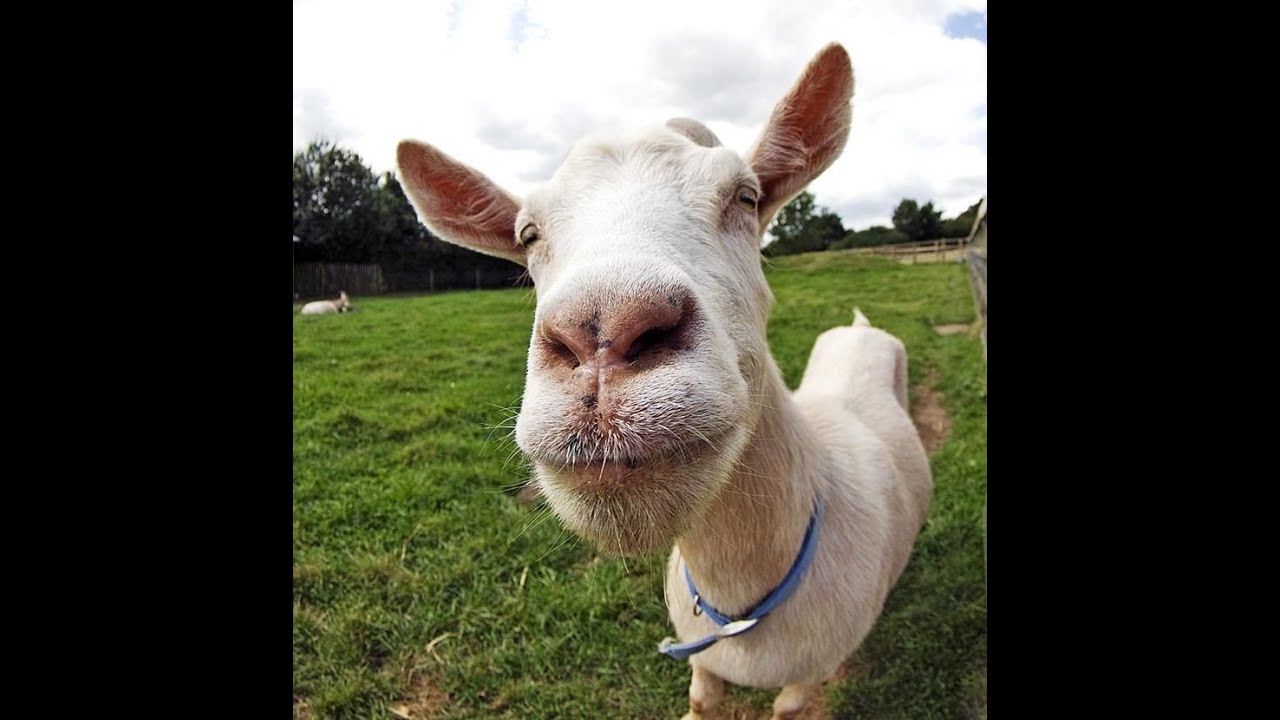 Goat Moment - YouTube