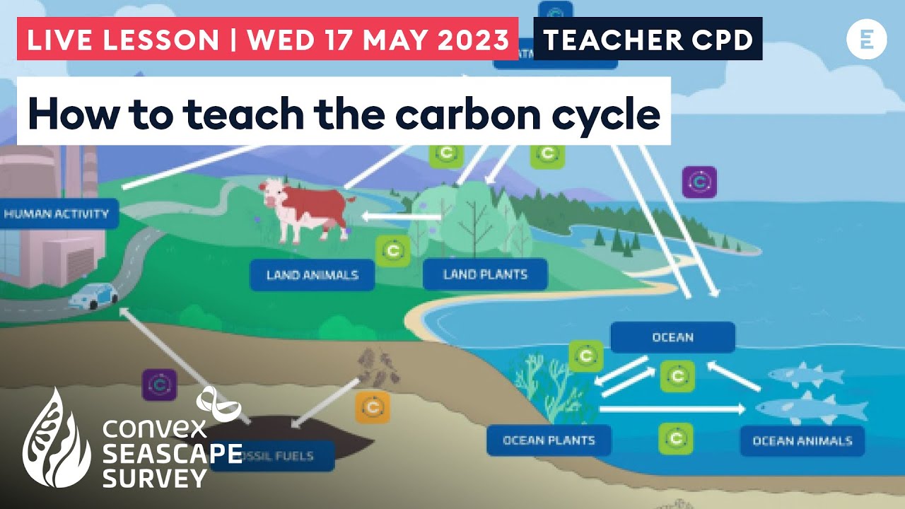 How to Teach the Carbon Cycle - YouTube