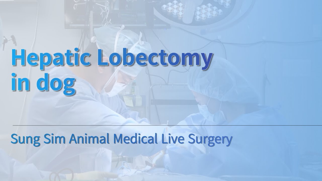 (Warning) Hepatic Lobectomy in dog Sung Sim Animal Medical Live Surgery ...