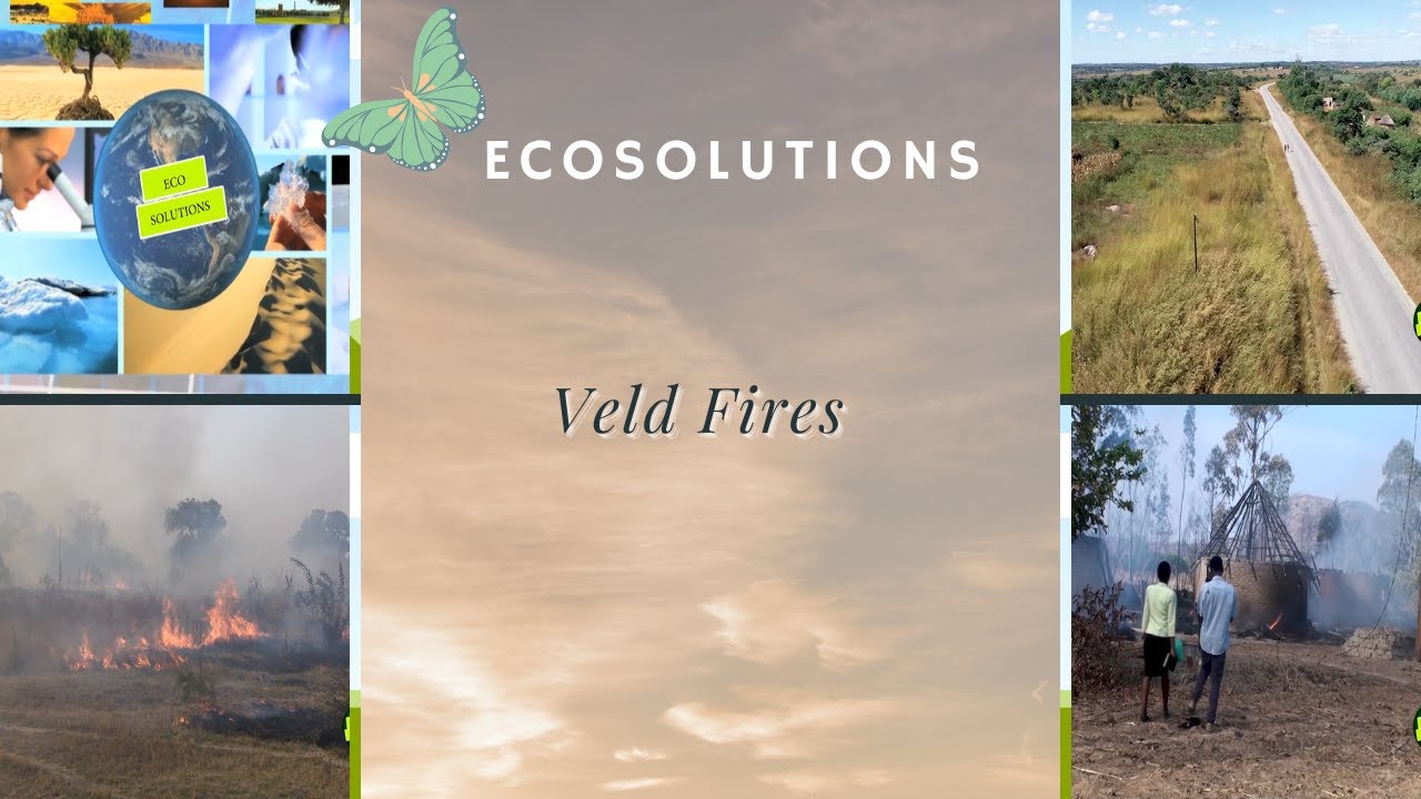 EcoSolutions || Effects of veld fires on Zimbabwe's biodiversity and ...