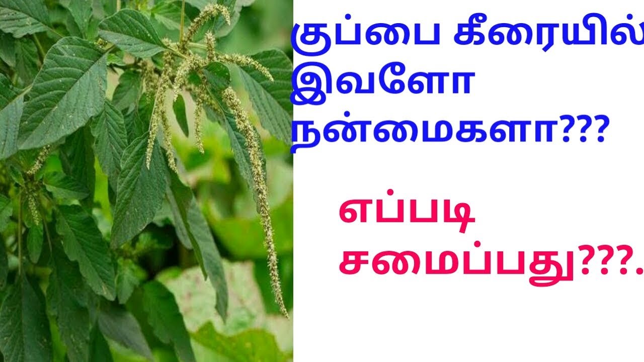 kuppai keerai benifits and how to make - YouTube