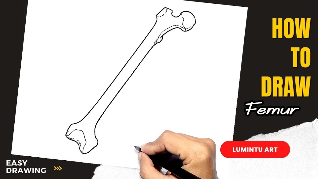 How to draw Femur - Easy Femur Drawing - YouTube