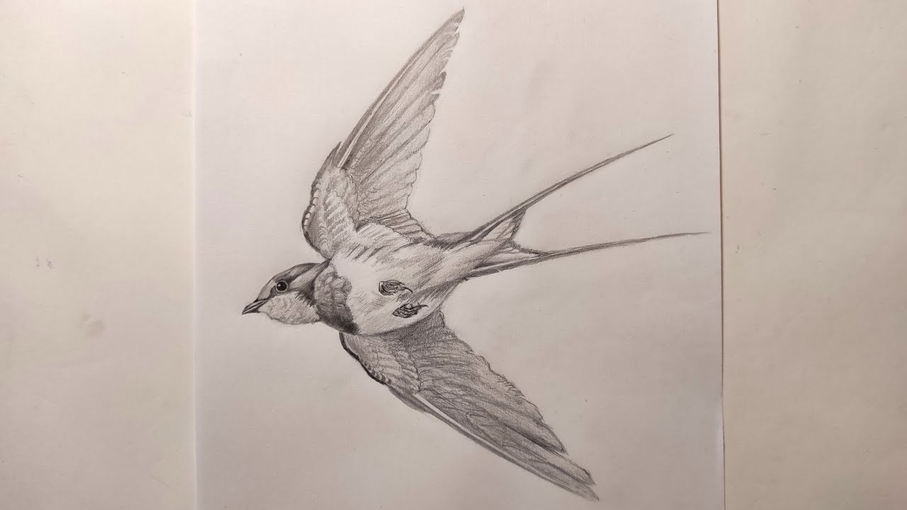Drawing a swallow with a pencil - YouTube