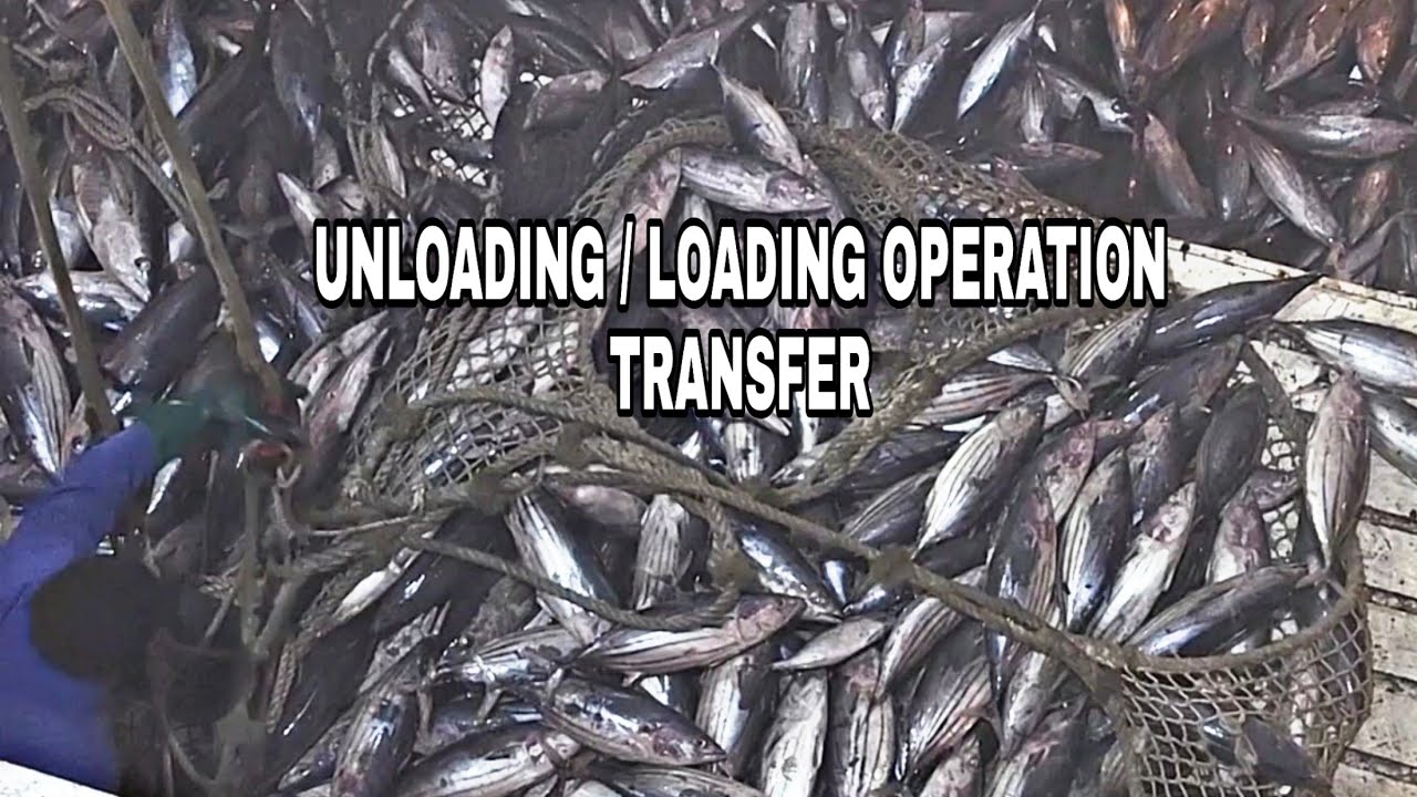 PURSE SEINER OPERATION LOADING / UNLOADING FISH TRANSFER DAY02 - YouTube