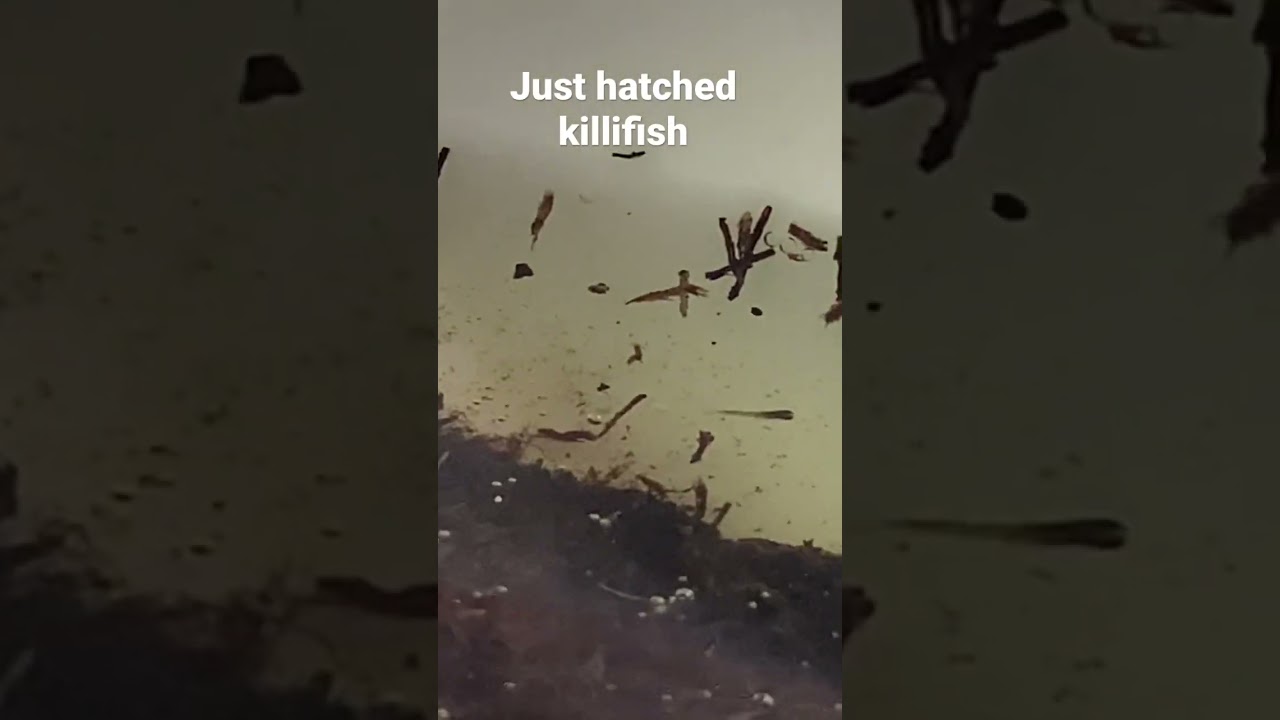 Just hatched killifish - YouTube