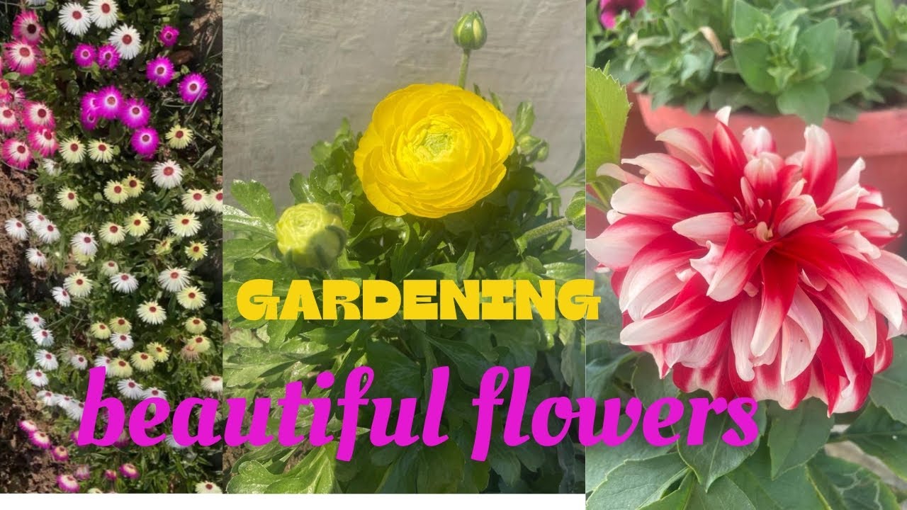 Flower Status | Beautiful flowers 🌹🌹💕💕 - YouTube