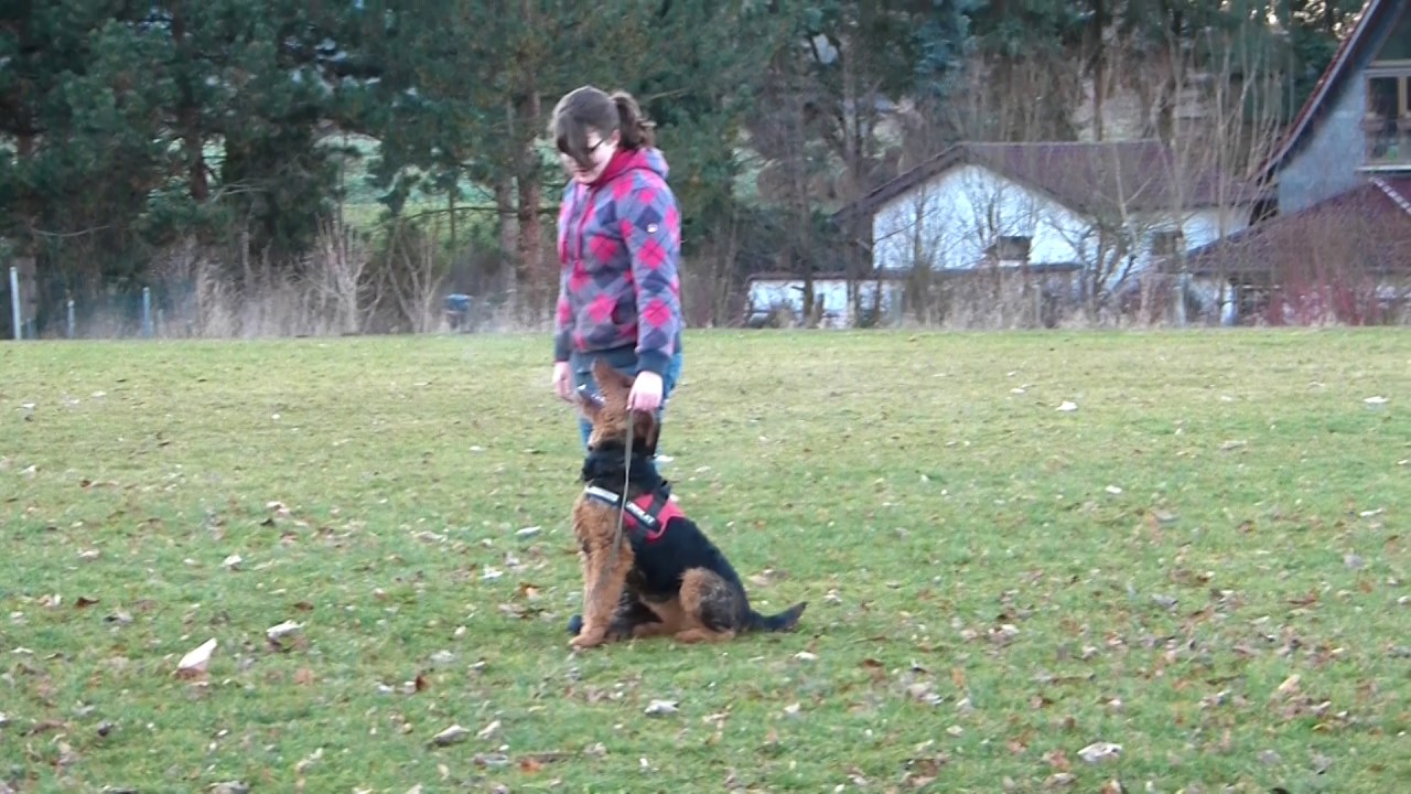 Ida von Erikson - Airedale Terrier - IPO 12/2016 05 - YouTube