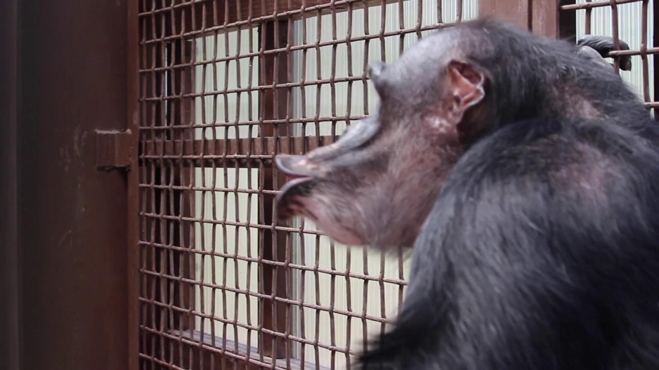 Chimpanzee ends a conflict with a pant hoot - YouTube