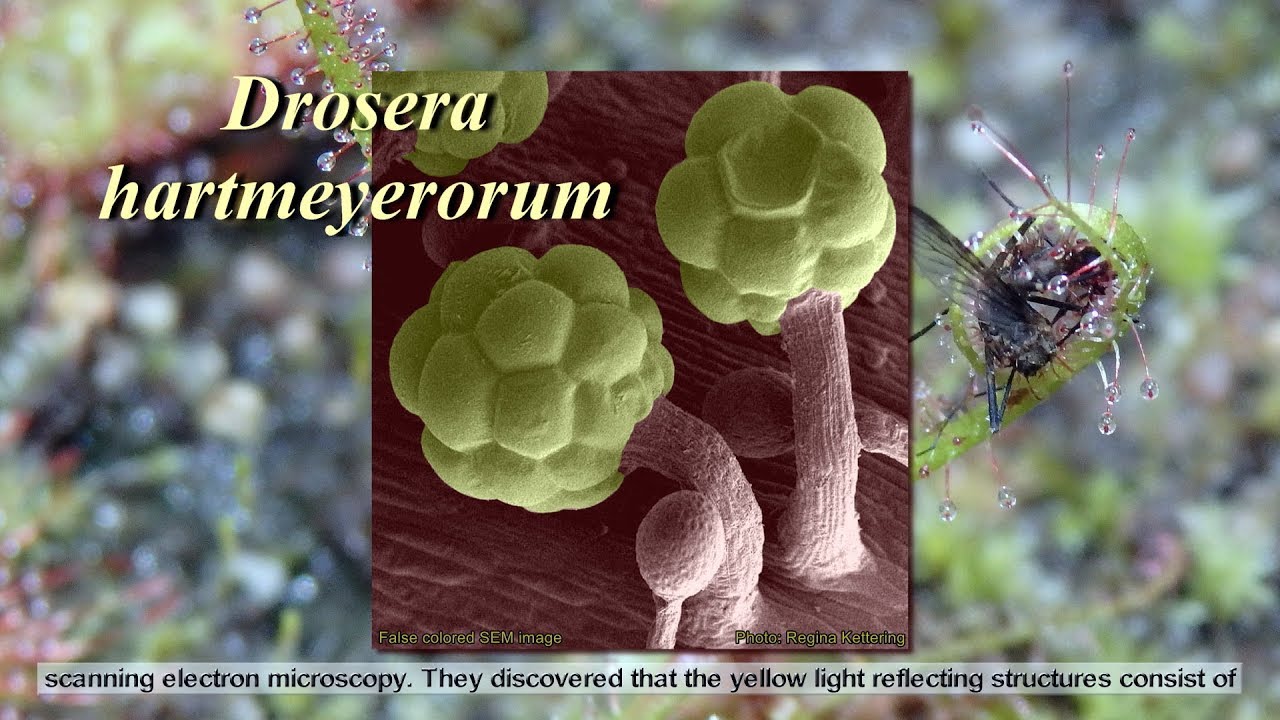 Sonnentau / Sundew ID: Drosera hartmeyerorum - YouTube