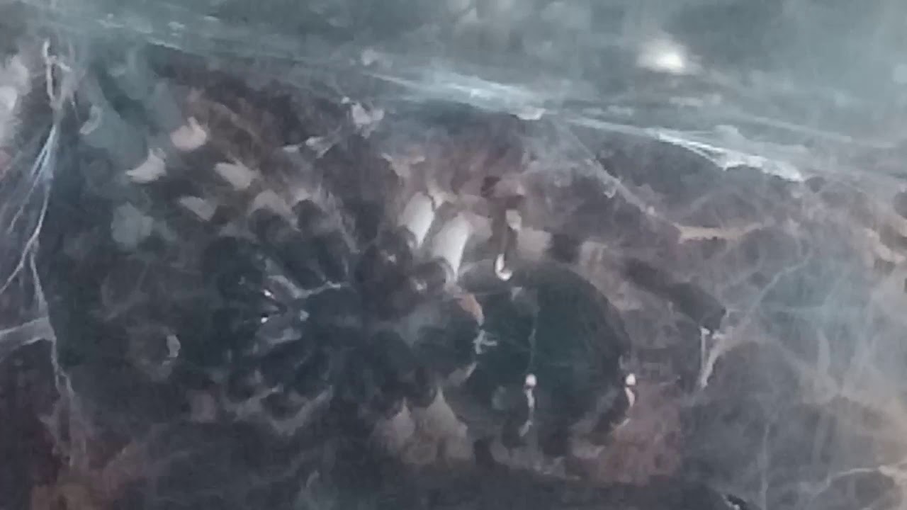 FEMALE P. FORMOSA TIME-LAPSE - YouTube