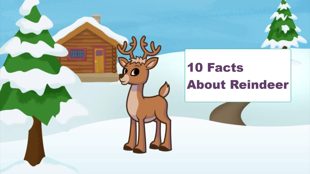 Reindeer Facts for Children | Reindeer Facts for Kids | Reindeer Facts ...