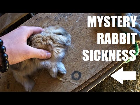 What is KILLING our Kits? | Mystery illness Attackes our Meat Rabbit Colony