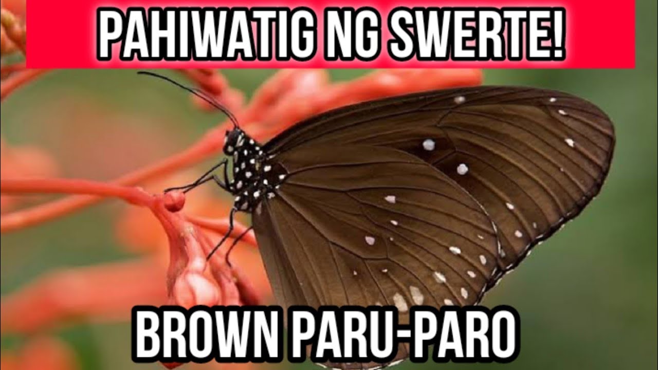 ANG SIMBOLISMO AT PAHIWATIG NG BROWN NA PARU-PARO! 💸 🦋 - YouTube