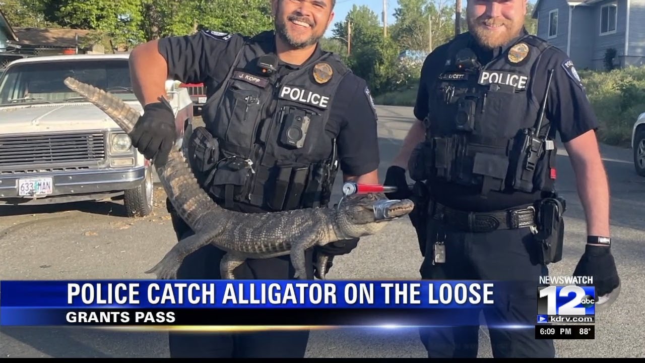 Police catch alligator in Grants Pass - YouTube