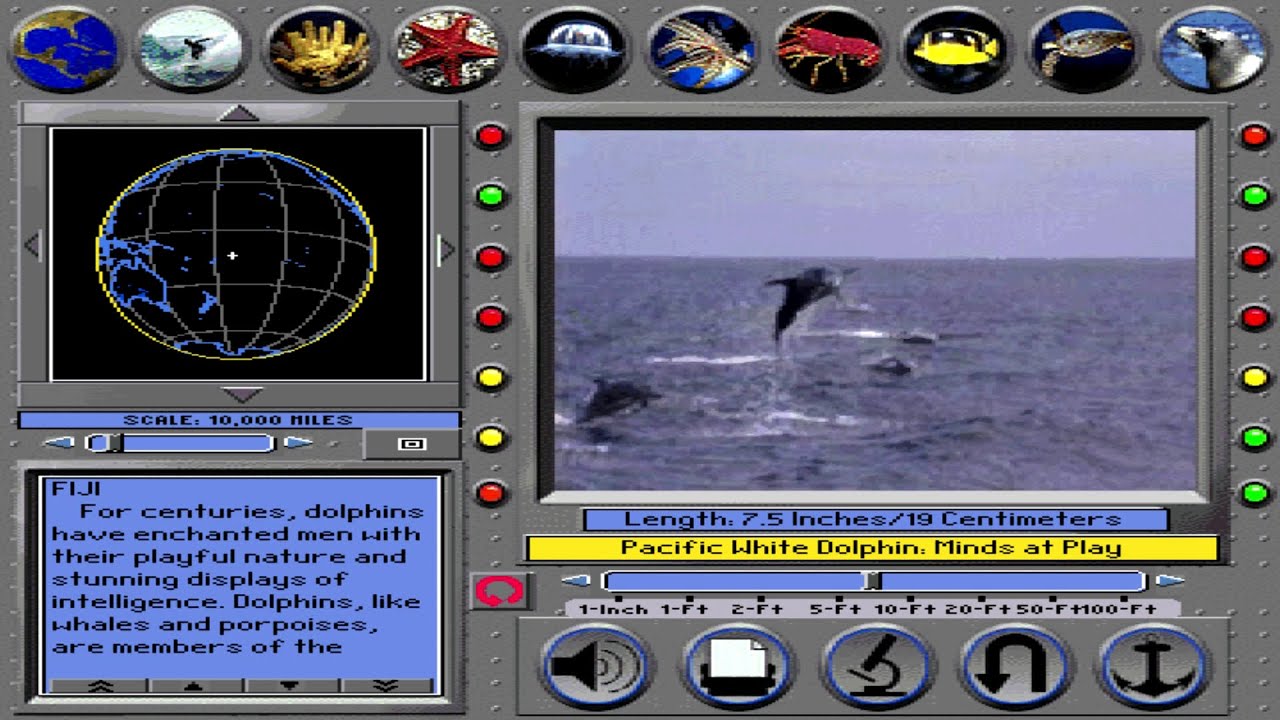 Pacific White Dolphin: Minds At Play (HD) from from Undersea Adventure ...