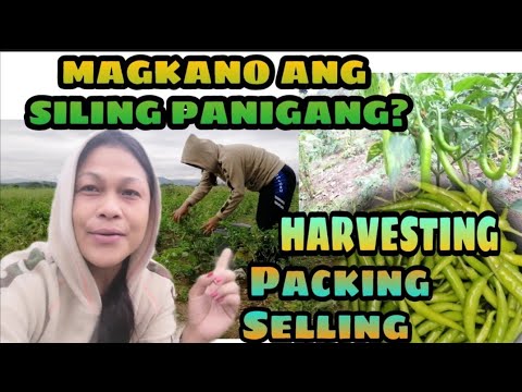 MAGKANO ANG SILING PANIGANG? HARVESTING/PACKING/SELLING - YouTube