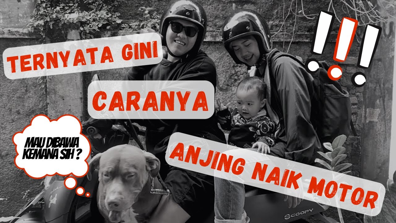 CARA MELATIH ANJING NAIK MOTOR | MOTOR MATIC | ANJING PITBULL - YouTube