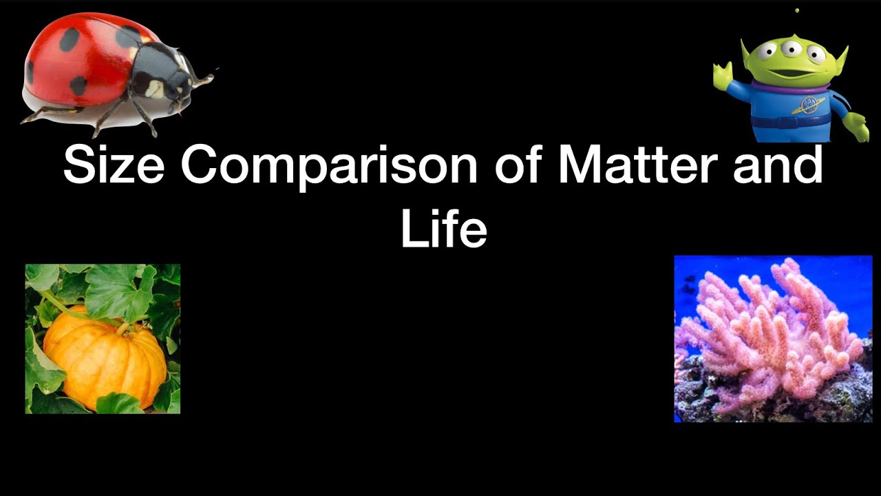 Size Comparison of Matter and Life - YouTube