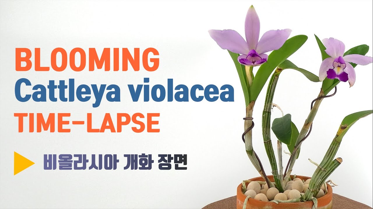 Amazon's Cattleya! Time-Lapse : Blooming C. violacea var. coerulea ...