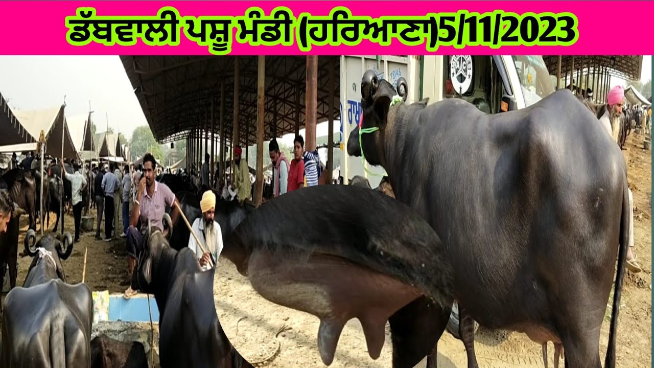 5/Nov/2023 Dabwali Pashu Mandi ! Top Quality Murrah Buffalo - YouTube