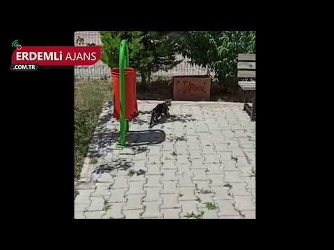 Kedi Yavrusu Vefa Destek Grubu Tarafından Kurtarıldı