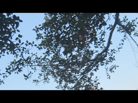 Preet kumar is live Diet siwan pt prade morning. - YouTube