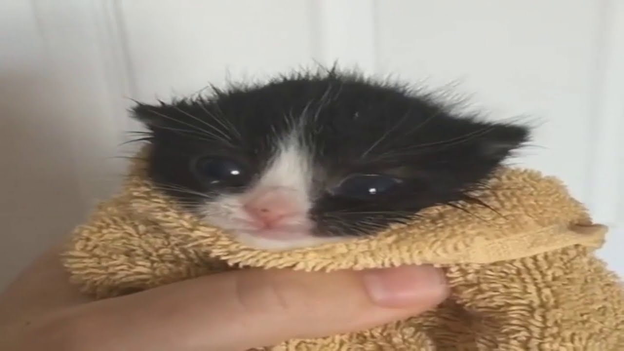 Gatito diciendo ahh (Terraria edition) - YouTube