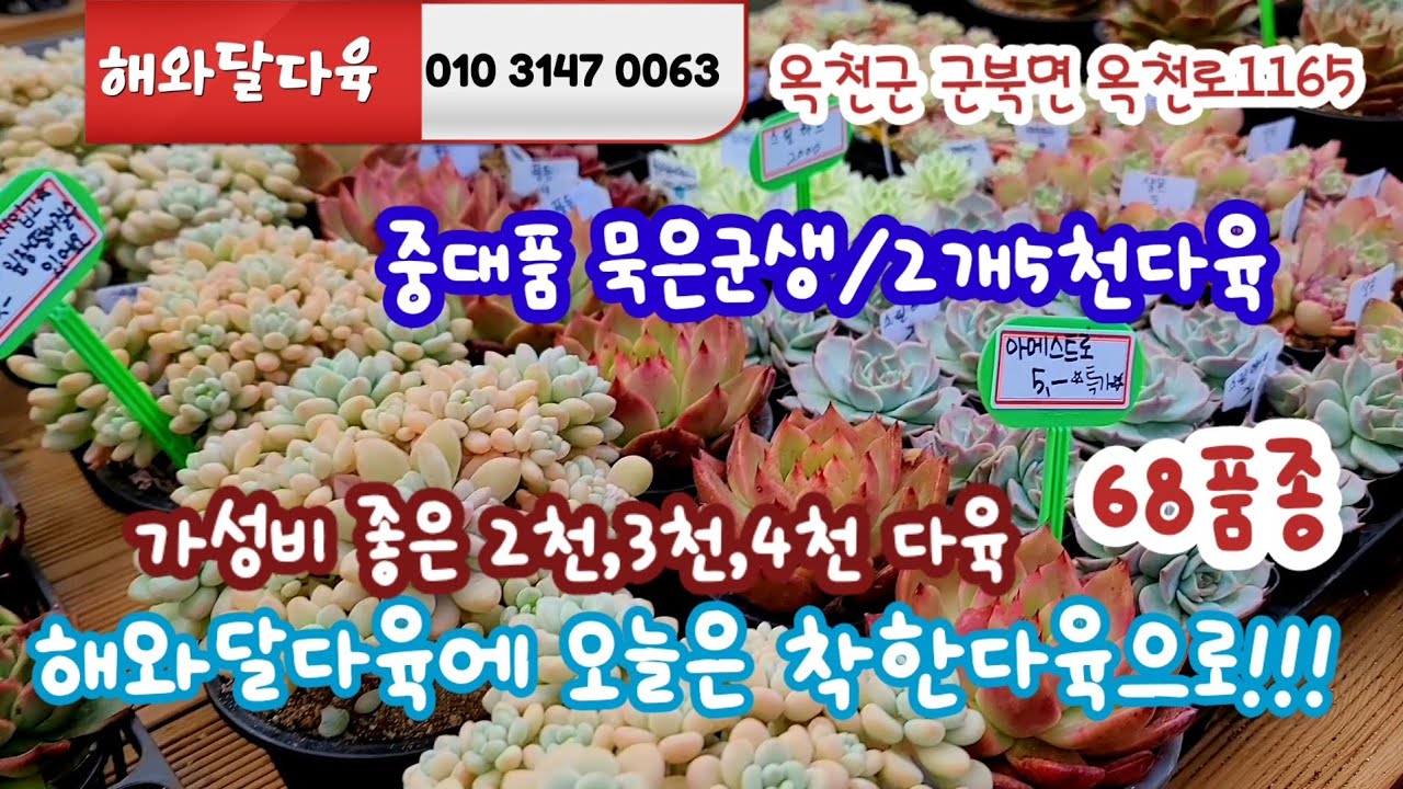 해와달다육에 가성비좋은 2천3천다육들 그리고 중대품 군생들 ~~68품종 다수품종 좋은 가격으로 소개 특가다육 틈틈히 나와요