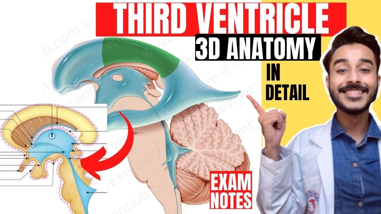 Third Ventricle Anatomy