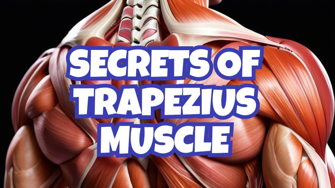 trapezius muscles anatomy | 24-7.is