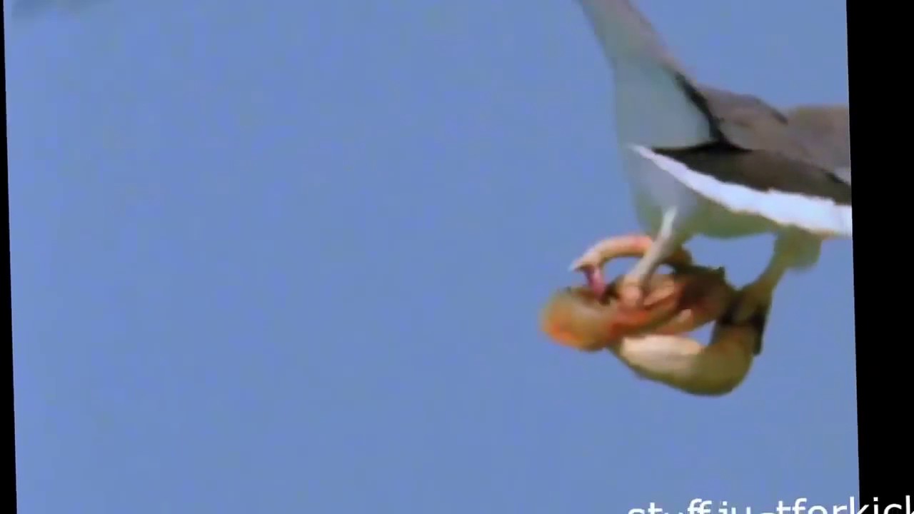 How Crazy Animals Attack The Big Birds Attack - YouTube
