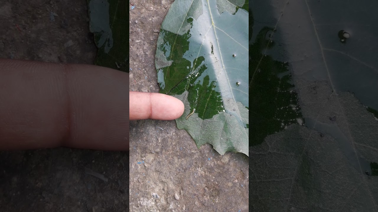 Lovely insect of teeth - YouTube