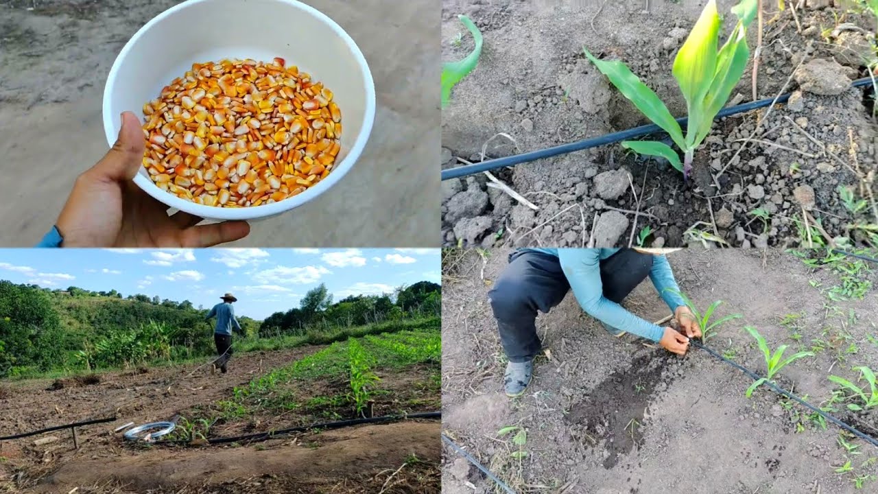 plantando milho no gotejamento - YouTube